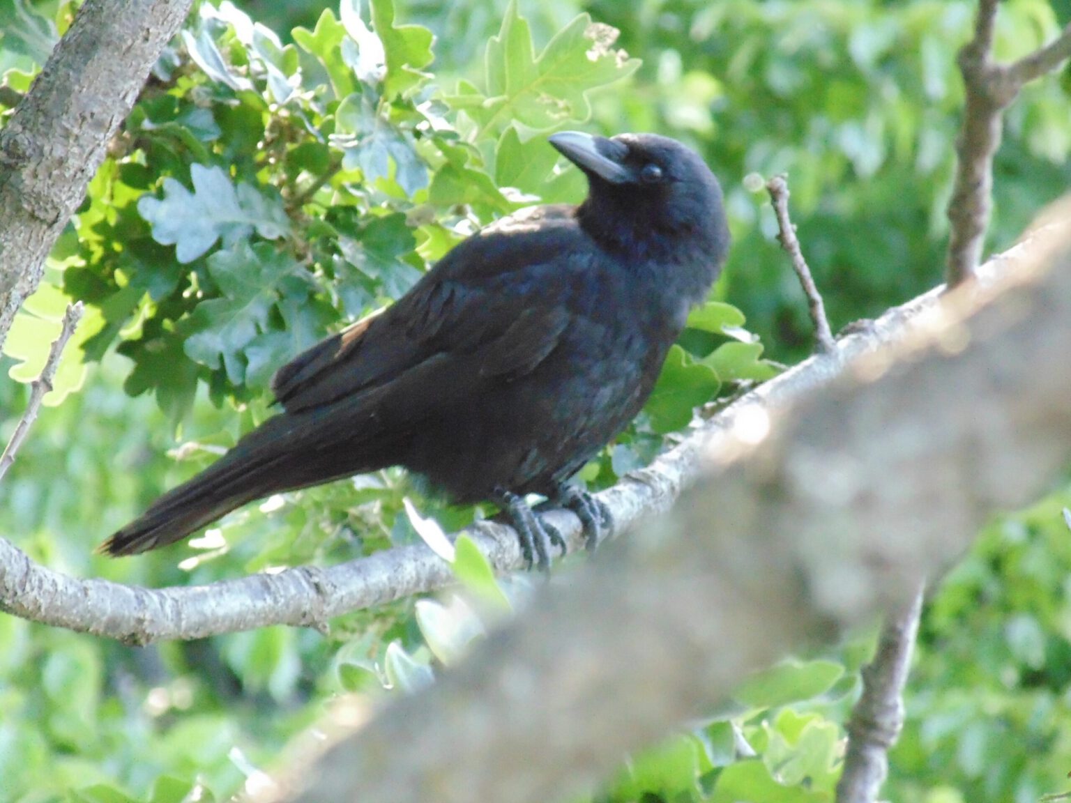 Point Ellice House | Historical Place in Victoria